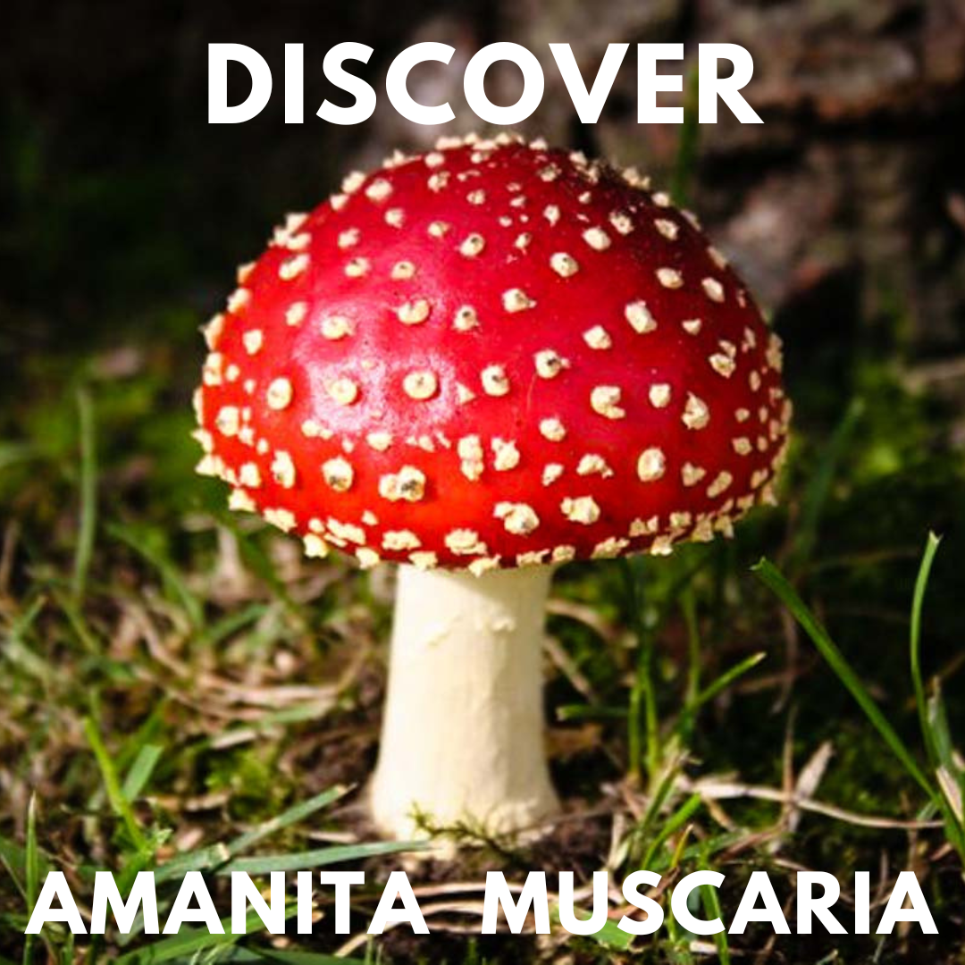 Mushroom Gummies - Discover Amanita Muscaria – Triangle Hemp Wellness